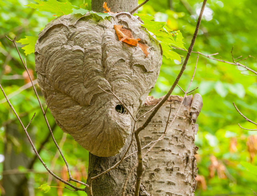 Baldfaced Hornets: What to Know - Cavanaughs Pest